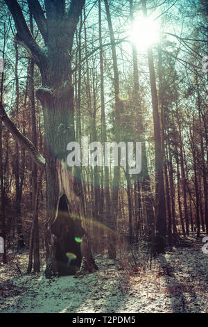 old oak tree empty inside growing in a forest Stock Photo - Alamy