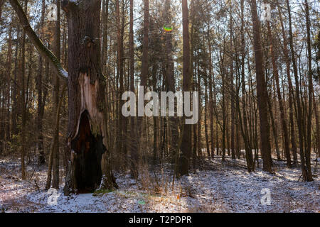 old oak tree empty inside growing in a forest Stock Photo - Alamy