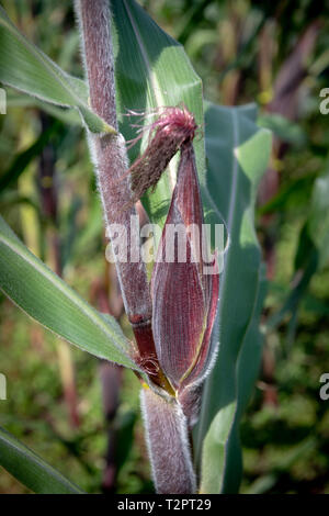 Corn on small farms near Volcanos National Park , Rwanda Stock Photo ...