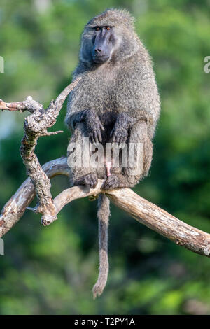 Olive Baboon (Papio anubis), Maasai Mara, Kenya Stock Photo - Alamy