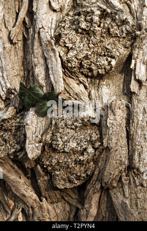 Vertical close-up of a large driftwood tree trunk on a sandy beach ...