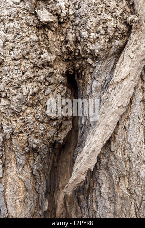 Vertical close-up of a large driftwood tree trunk on a sandy beach ...