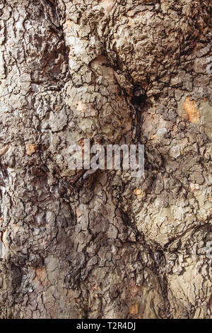 Vertical close-up of a large driftwood tree trunk on a sandy beach ...