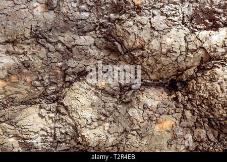Vertical close-up of a large driftwood tree trunk on a sandy beach ...