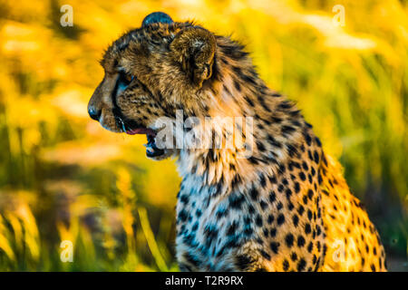 cheetahs Namib Desert Namibia Stock Photo - Alamy
