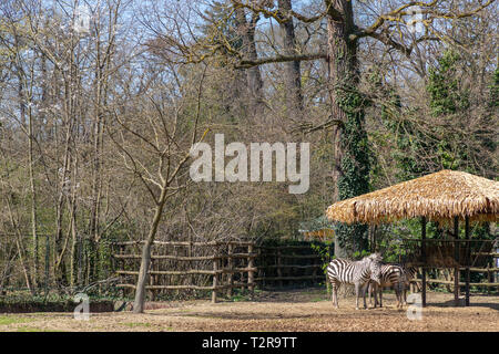 Zebra in a Zagreb city zoo in Croatia Stock Photo - Alamy