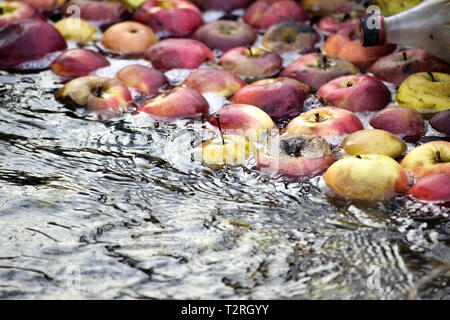 Rotten disgusting apple in a flowing water image Stock Photo - Alamy