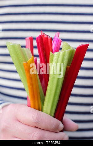 Beta vulgaris cicla. Freshly harvested colourful stems of Swiss chard ...