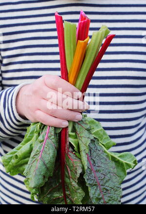 Beta vulgaris cicla. Freshly harvested colourful stems of Swiss chard ...