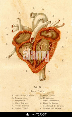 Illustration of a longitudinal section through the human heart in ...
