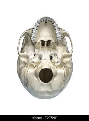 Old human skull bottom view without teeth Stock Photo - Alamy