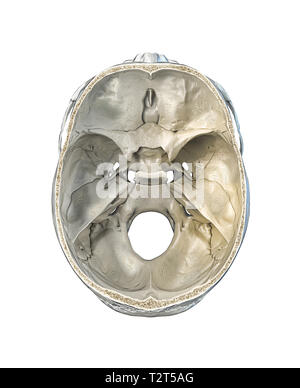 Human skull transversal cross-section view. On white background. 3d ...