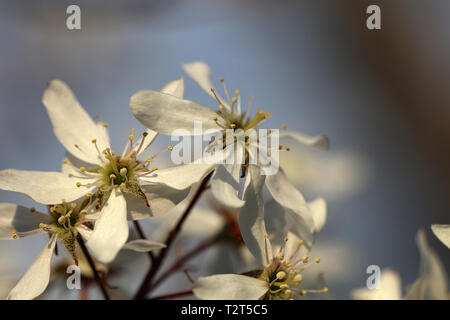Flowering Amelanchier Rock Pear Stock Photo - Alamy