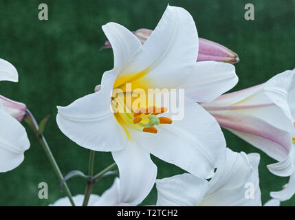 White, summer flowering for, of the trumpet regal lily, Lilium regale ...