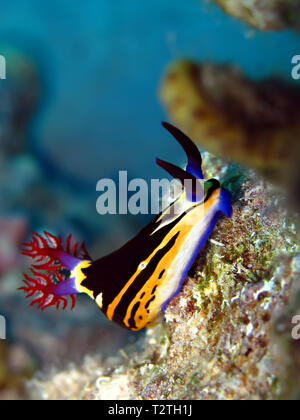 Nudibranch at the Red Sea Stock Photo - Alamy