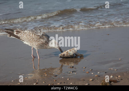 a young seagull struggling with a fish head and eating it on the beach ...