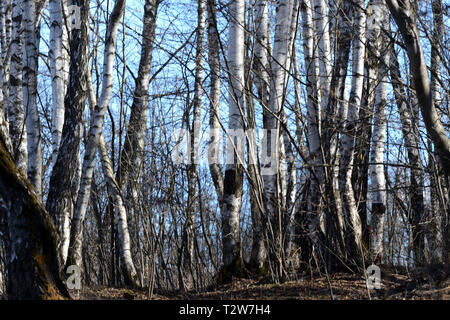 Beautiful birch grove in early spring Stock Photo - Alamy