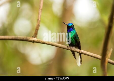Endemic Santa Marta sabrewing sitting on branch,hummingbird from ...