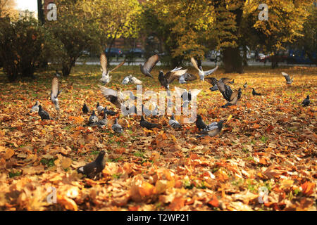 Closeup of a white pigeon flying off a rock towards the sea, during ...