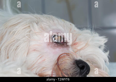 eye of a dog after cherry eye surgery Stock Photo - Alamy