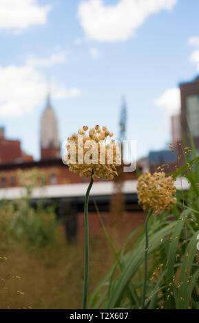 A walkway of the linear elevated Highline park, west side, Manhattan ...