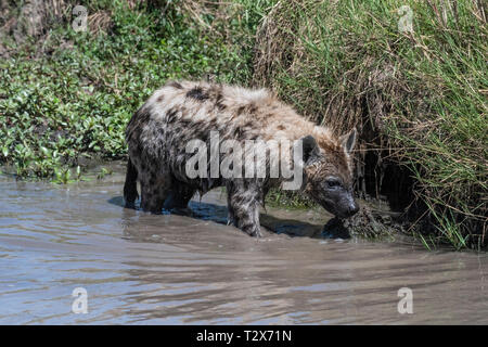 Very muddy spotted hyena in the grass, Masai Mara National Park, Kenya ...