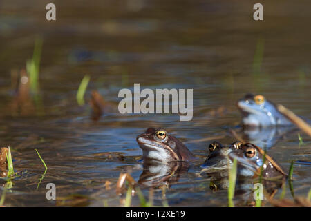 Spring mating of frogs. The moor frog, Rana arvalis Stock Photo - Alamy