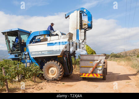 Mechanical harvesting Hanepoot grapes in vineyard with a New Holland ...