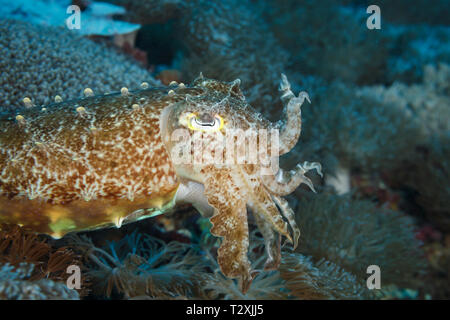Eye of a common cuttlefish (sepia officinalis Stock Photo - Alamy