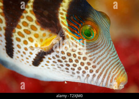 Closeup of a pearl toby puffer fish, Canthigaster margaritata, swimming ...