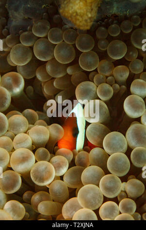 Deep Sea Coral Polyps, Marine Life On The Ocean Floor. Saltwater ...