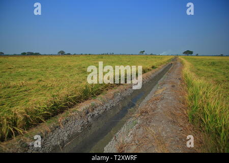 paddy fields with water and irrigation canal Stock Photo - Alamy