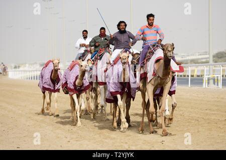 Camel race in Doha, Qatar Stock Photo - Alamy