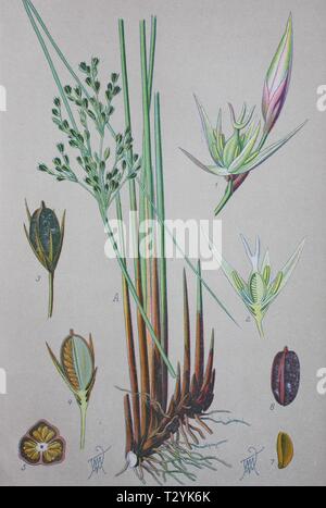 Soft rush (Juncus effusus). Illustration showing the leaves, stem and ...