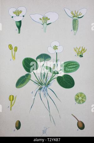 Common frogbit, Hydrocharis morsus-ranae, Morene grenouillette ...