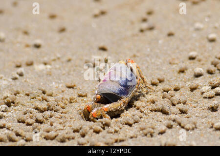 Small crabs on the beach in the sand Stock Photo - Alamy