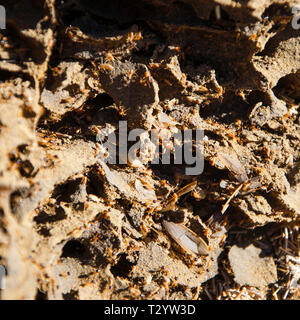Winged reproductive termite Stock Photo - Alamy