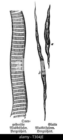 Striped and smooth human muscle fibers, anonym Stock Photo - Alamy