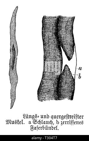 Muscle fibres: longitudinal and transverse stripes, anonym 1893 Stock ...