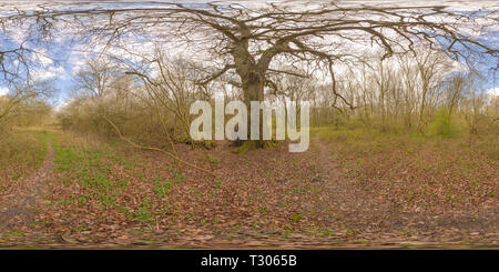 360° view of Early spring time in an english medieval woodland, a ...