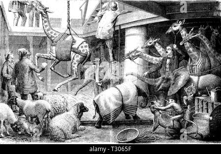 Unloading of a broadcasting of African animals from the ship Urano in ...