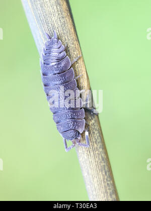 Oniscus asellus, Common Woodlouse Stock Photo - Alamy