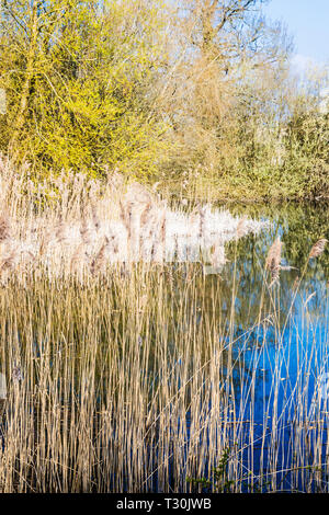 Spring at the Lake Stock Photo - Alamy