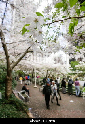 People enjoy the cherry blossoms during spring in Tokyo, Japan Stock ...