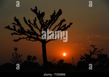 Acacia tree in the Thar desert, Rajasthan, India Stock Photo - Alamy