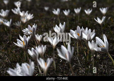 Xinyuan. 4th Apr, 2019. Photo taken on April 4, 2019 shows wild lily ...