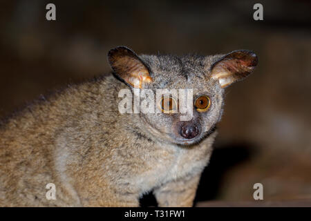 Nocturnal greater galago or bushbaby (Otolemur crassicaudatus) eating ...