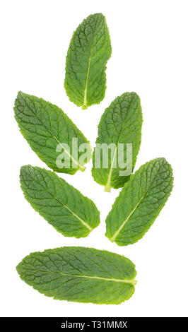 closeup of curled mint leaves isolated on white background Stock Photo ...