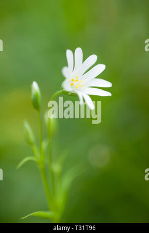Greater stitchwort in flower in woodland Stock Photo - Alamy