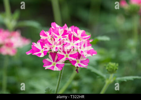 Verbena Voodoo Pink Star Stock Photo - Alamy